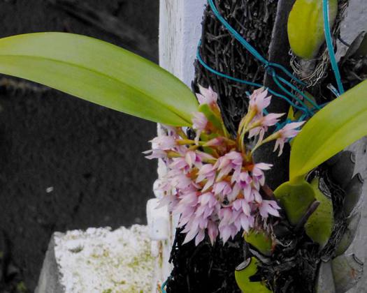 Southern California Orchid Species Society