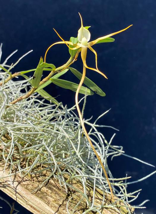 Southern California Orchid Species Society