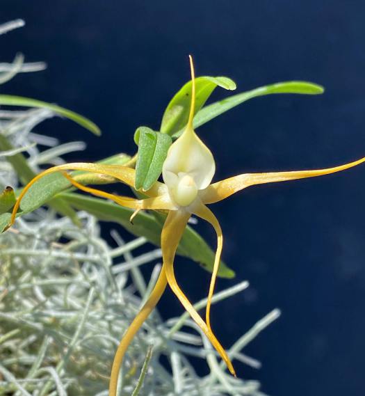 Southern California Orchid Species Society