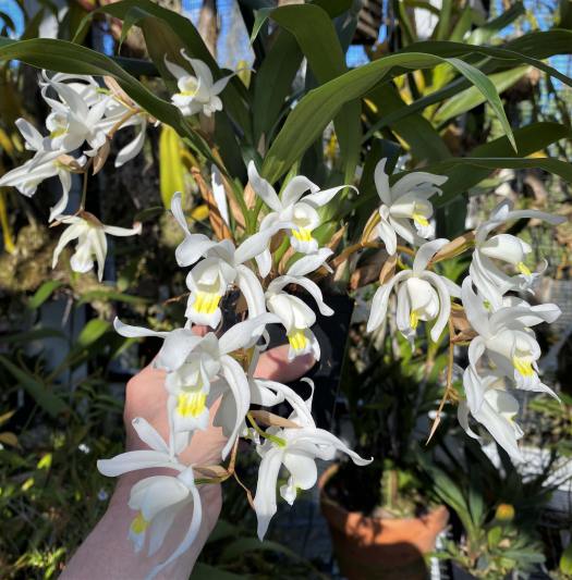 Southern California Orchid Species Society