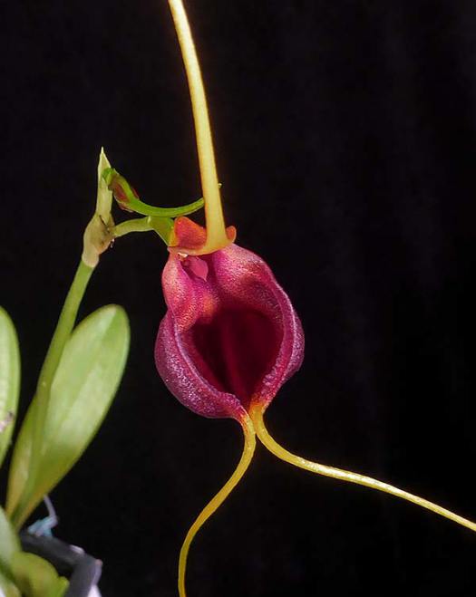 Southern California Orchid Species Society