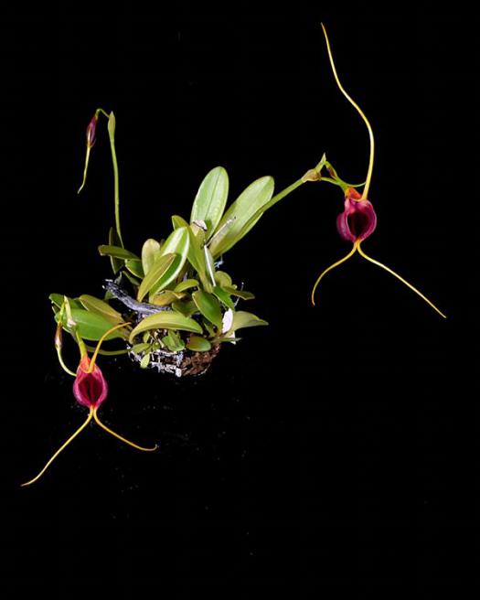 Southern California Orchid Species Society