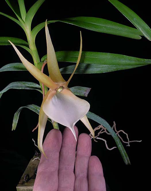 Southern California Orchid Species Society