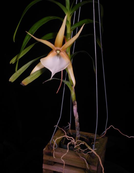 Southern California Orchid Species Society