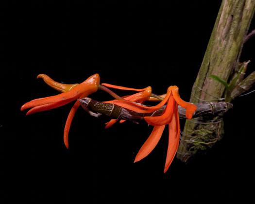Southern California Orchid Species Society