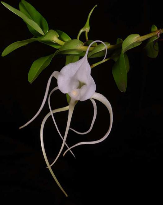 Southern California Orchid Species Society