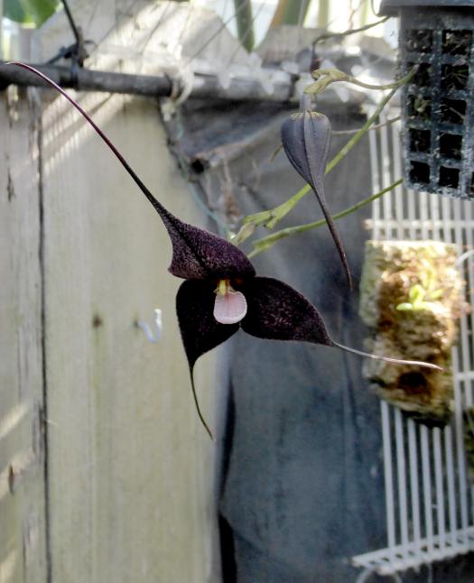 Southern California Orchid Species Society