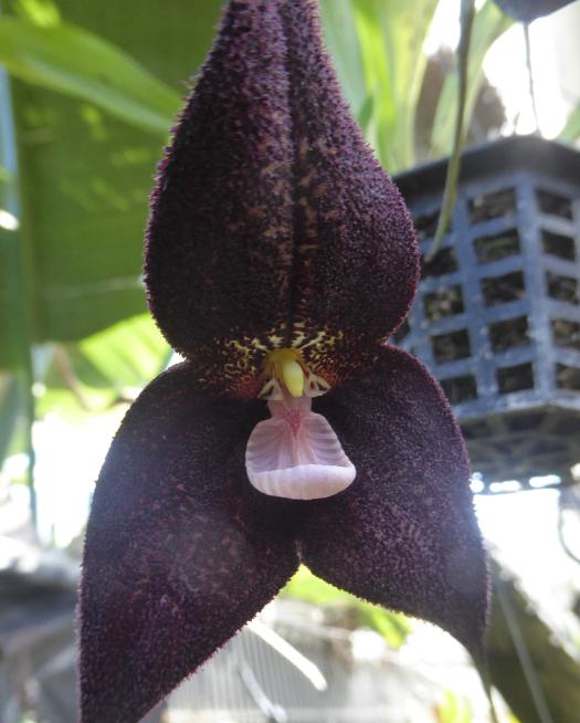 Southern California Orchid Species Society