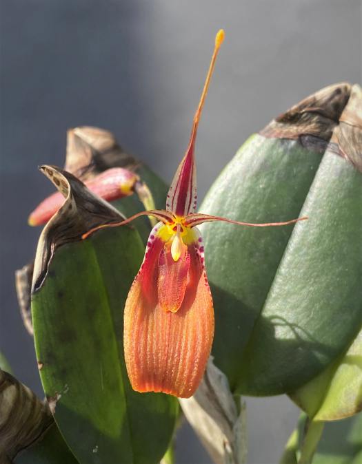 Southern California Orchid Species Society
