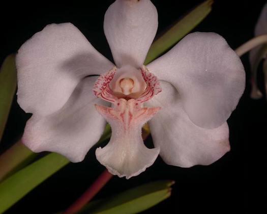 Southern California Orchid Species Society