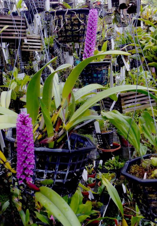 Southern California Orchid Species Society