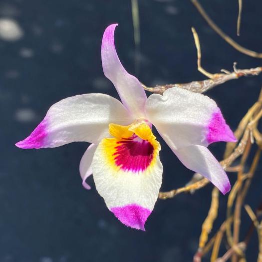 Southern California Orchid Species Society