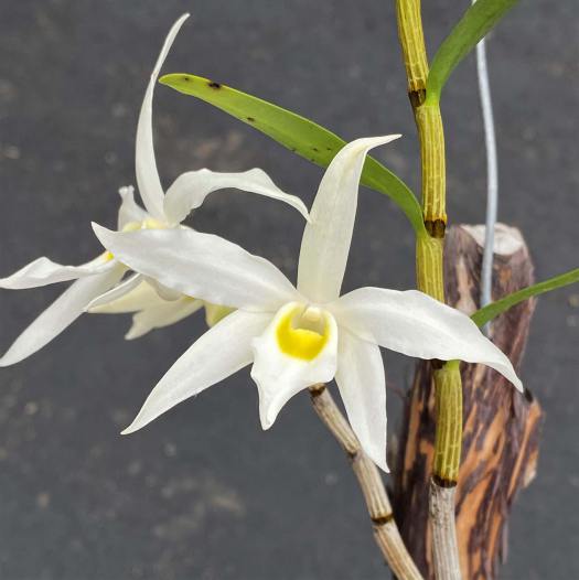 Southern California Orchid Species Society