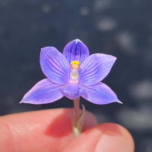 Southern California Orchid Species Society