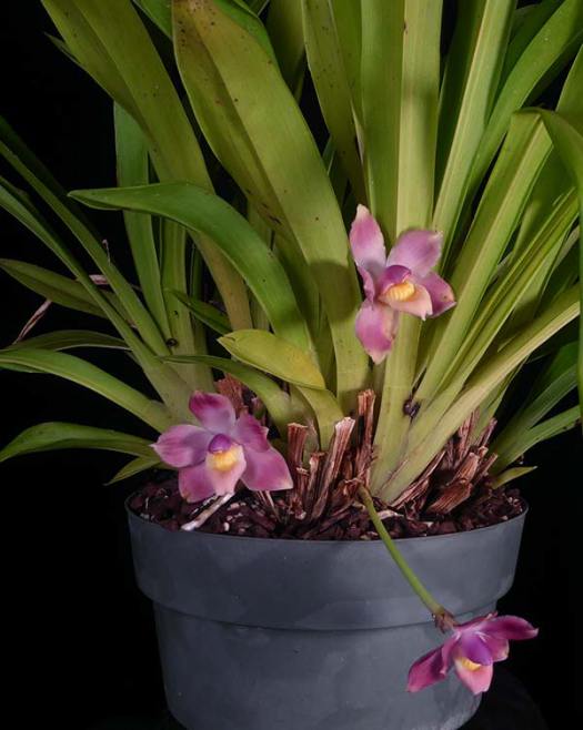 Southern California Orchid Species Society 9-2020