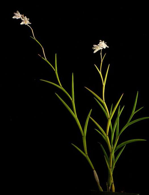 Southern California Orchid Species Society 9-2020