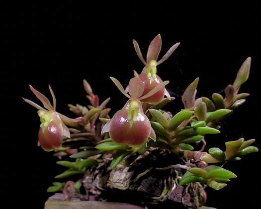 Southern California Orchid Species Society 9-2020