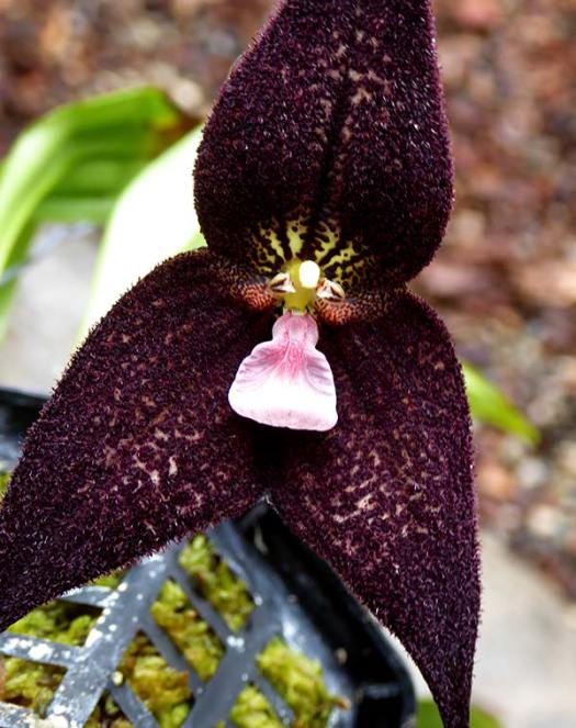 Southern California Orchid Species Society 9-2020