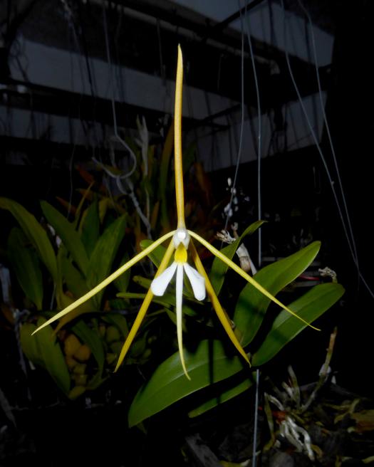 Southern California Orchid Species Society 9-2020