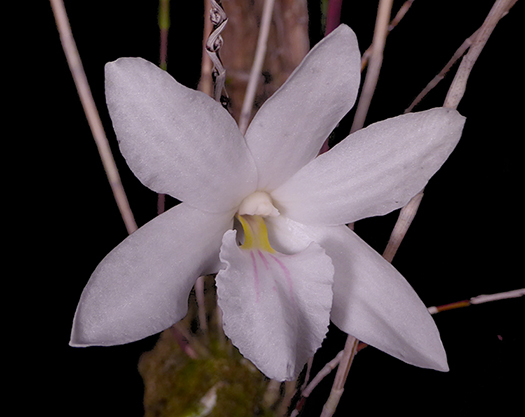 Southern California Orchid Species Society 9-2020