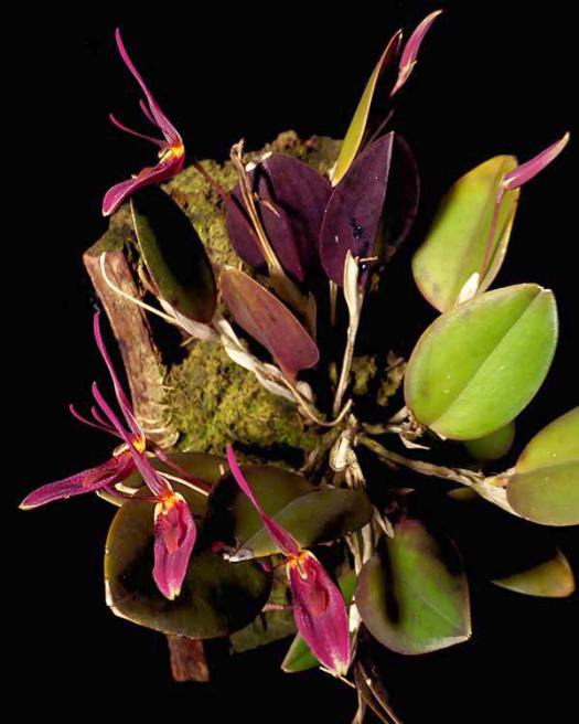 Southern California Orchid Species Society 11-2020