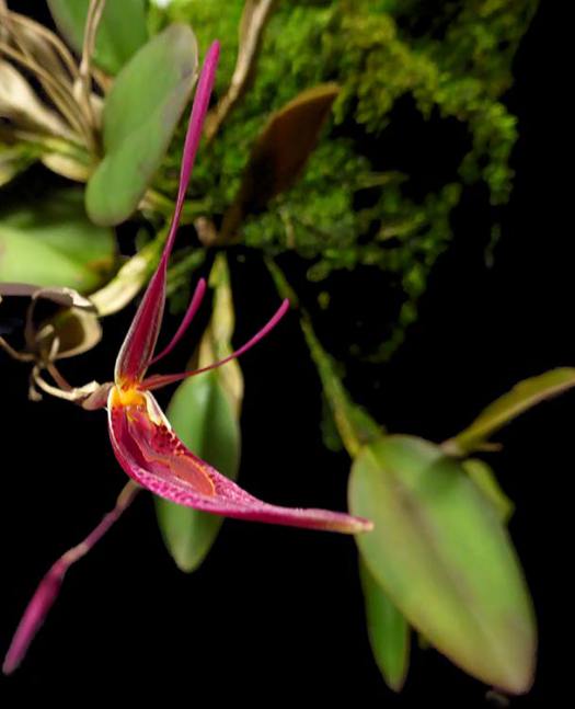 Southern California Orchid Species Society 11-2020