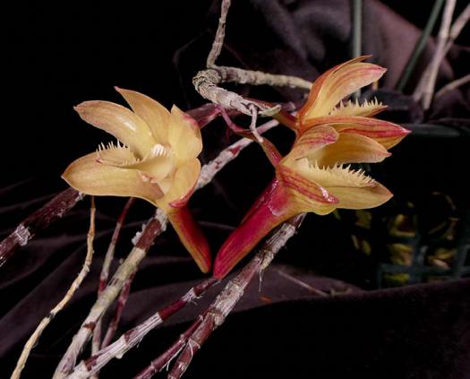 Southern California Orchid Species Society 11-2020