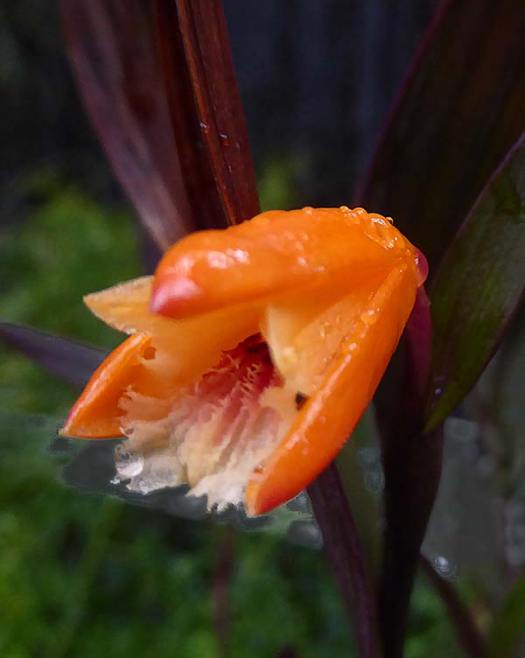 Southern California Orchid Species Society 11-2020