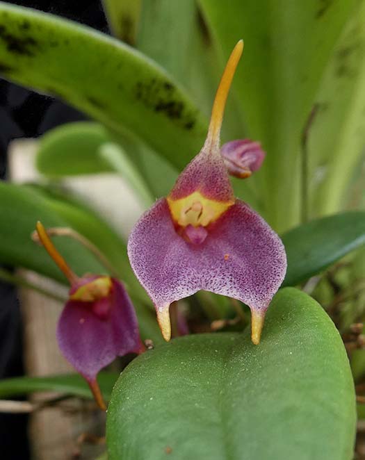 Southern California Orchid Species Society 11-2020