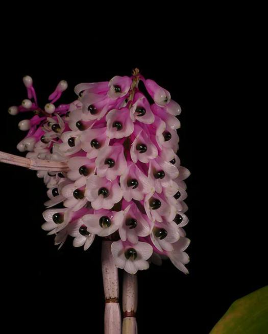 Southern California Orchid Species Society 12-2020