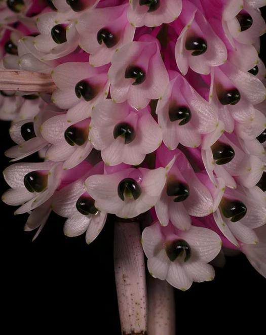 Southern California Orchid Species Society 12-2020