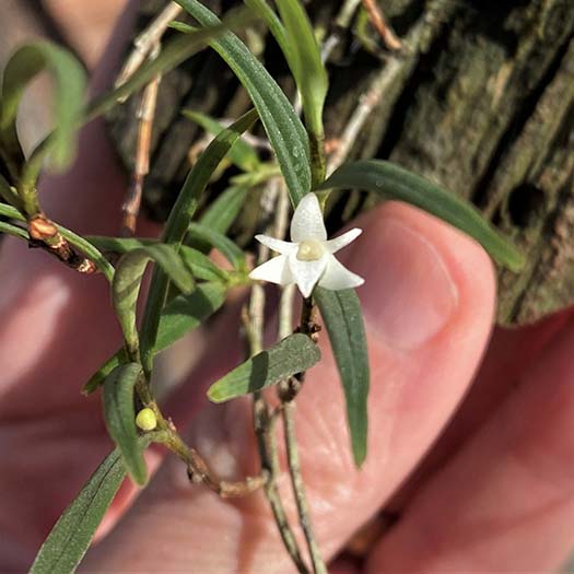 Southern California Orchid Species Society 12-2020