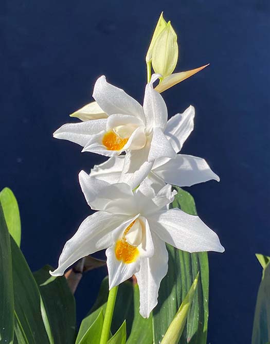 Southern California Orchid Species Society 12-2020