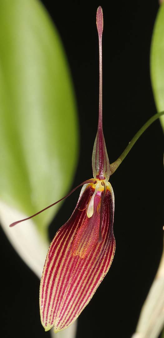 Southern California Orchid Species Society 11-2022