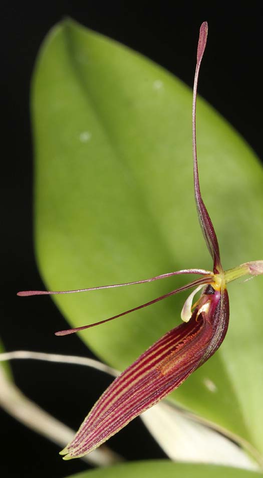 Southern California Orchid Species Society 11-2022