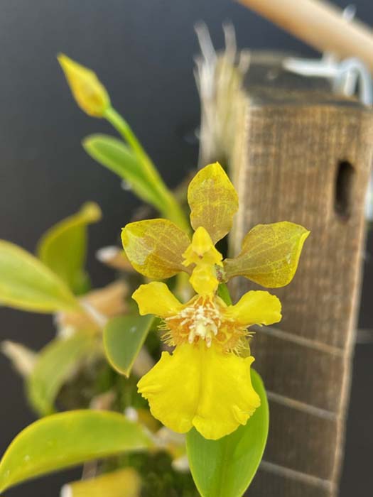 Southern California Orchid Species Society 11-2022