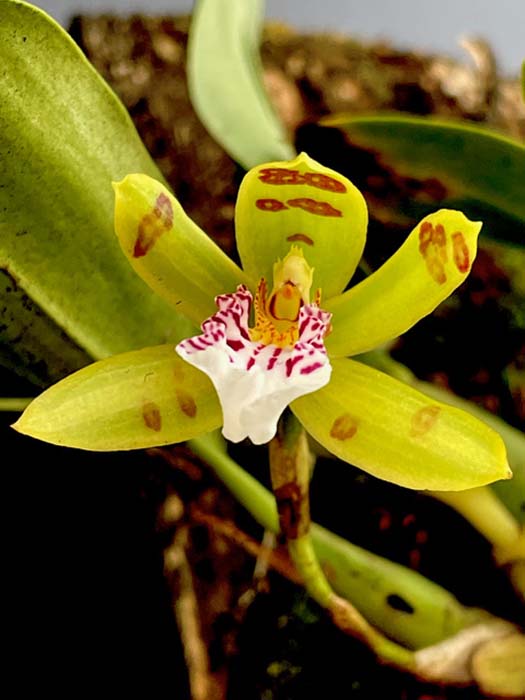 Southern California Orchid Species Society 11-2022