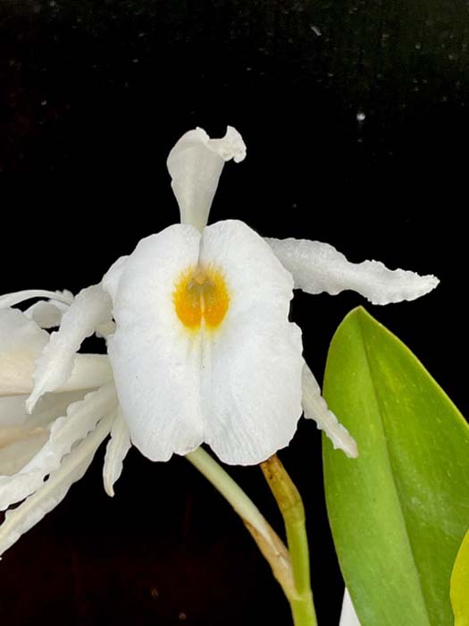 Southern California Orchid Species Society 11-2022