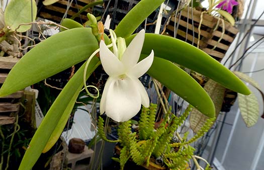 Southern California Orchid Species Society 11-2022