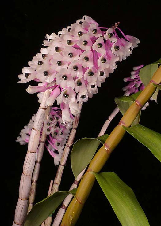 Southern California Orchid Species Society 11-2022