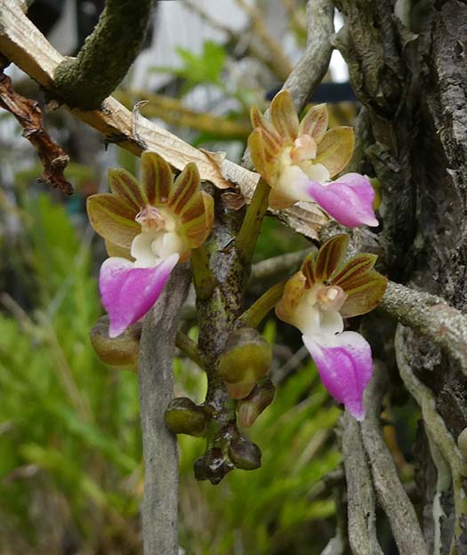 Southern California Orchid Species Society 11-2022