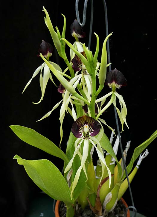 Southern California Orchid Species Society 11-2022