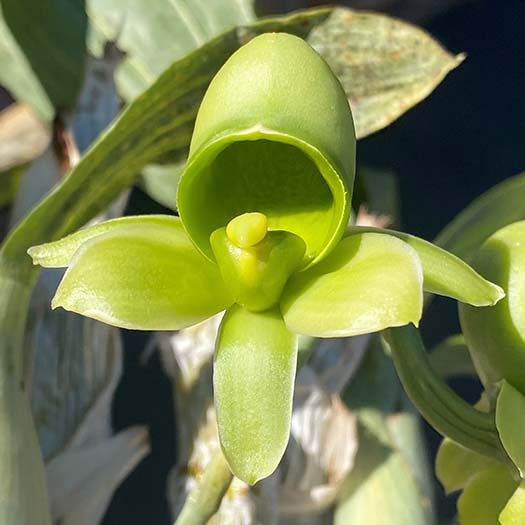 Southern California Orchid Species Society 11-2022