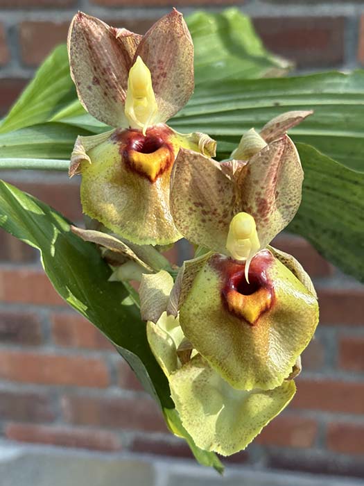 Southern California Orchid Species Society 11-2022