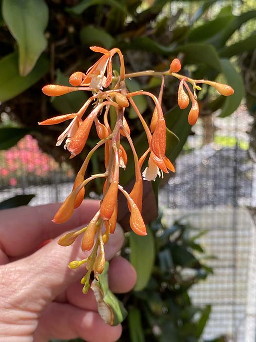 Southern California Orchid Species Society 11-2022