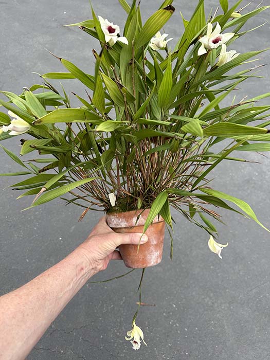 Southern California Orchid Species Society 11-2022