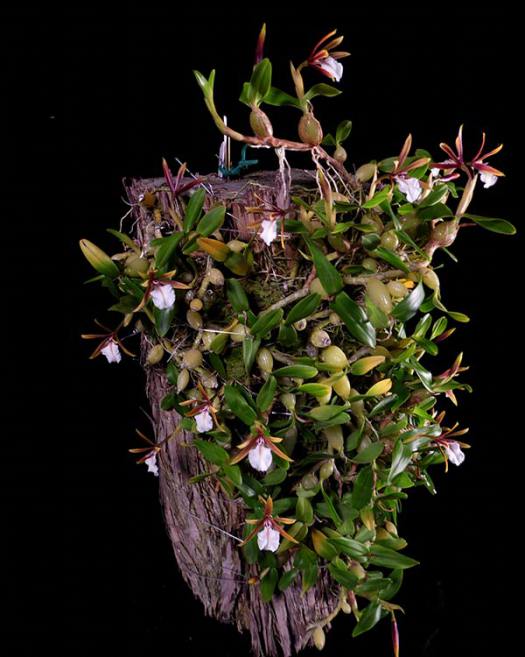 Southern California Orchid Species Society 3-2021