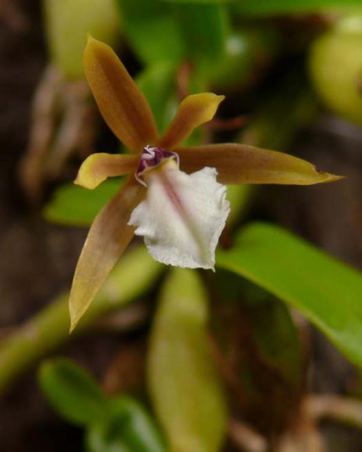 Southern California Orchid Species Society 3-2021