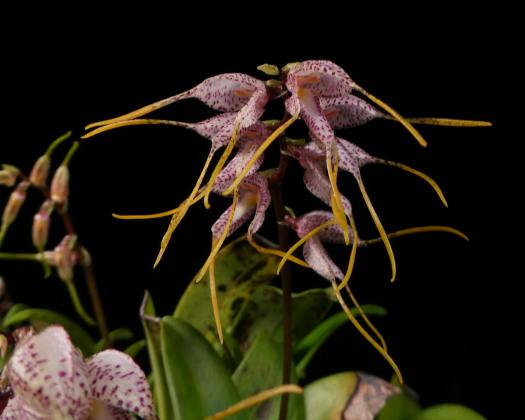Southern California Orchid Species Society 3-2021