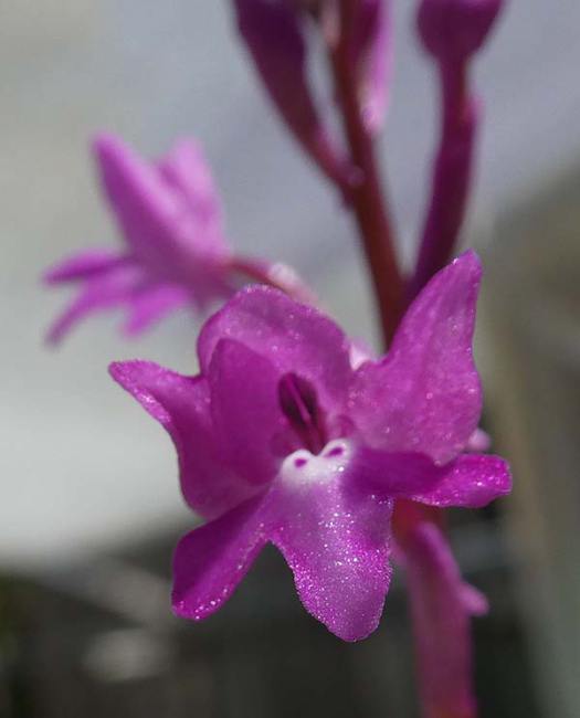 Southern California Orchid Species Society